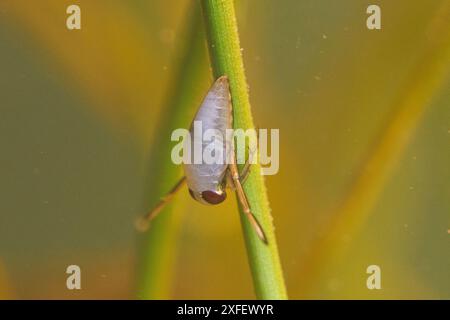 backswimmers (water boatmen) (Notonectidae), Larva preys on gnat larva ...
