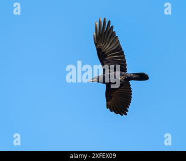 Rook (Corvus frugilegus), fledgling Stock Photo - Alamy