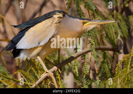 Tarabusino; Little Bittern; Ixobrychus minutus Stock Photo - Alamy