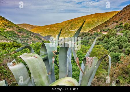 Leaves of agave, village of Elos in far distance, Kissamos Mountains ...