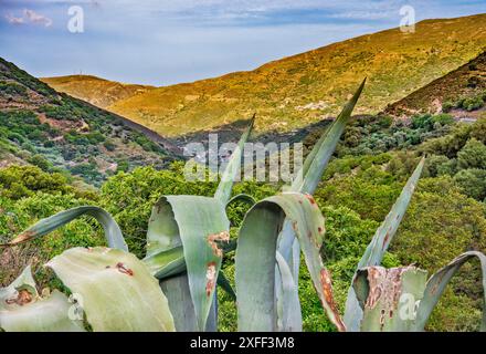 Leaves of agave, village of Elos in far distance, Kissamos Mountains ...