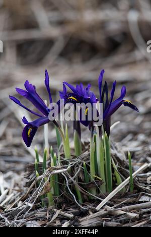 Iris flower petals during blooming. Yellow and purple bearded iris ...