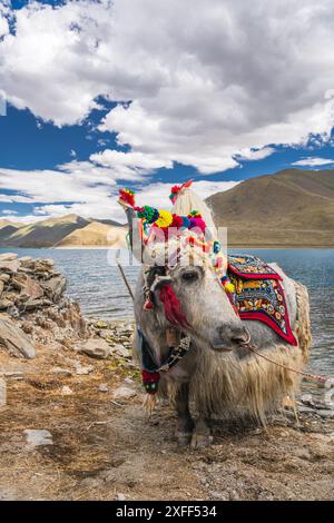Decorated white tibetan yak at the Yamdrok lake in Tibet, China, cloudy sky with copy space ...