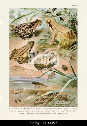 Vintage frog illustration from a 19th-century book about amphibians and ...