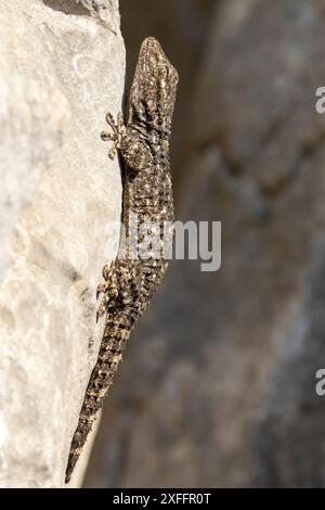 Common wall gecko (Tarentola mauritanica Stock Photo - Alamy