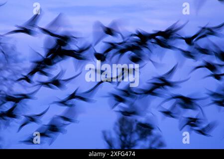 Atlantic brant geese flight at night Stock Photo - Alamy