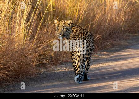 African Leopard, Pilanesberg National Park, North West Province, South ...