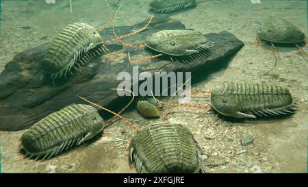 A 3D illustration of a group of the extinct Trilobite Paradoxides ...