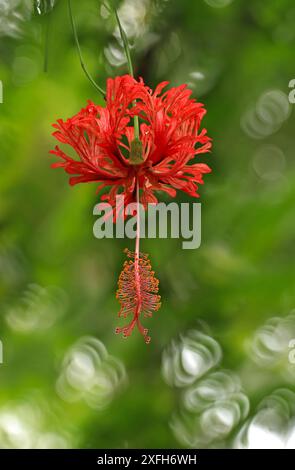 Fringed hibiscus schizopetalus flower blooming in the garden Stock ...