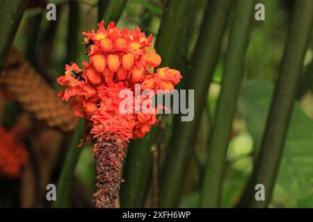 toquilla palm flower in Costa Rica Stock Photo - Alamy