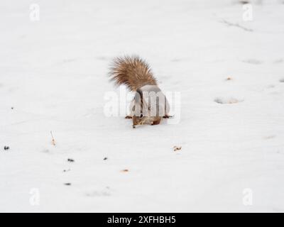 Squirrel hides nuts in the white snow. Eurasian red squirrel, Sciurus ...