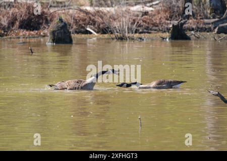 Aggressive Geese, Huntley Meadows Park Wetland, Virginia, USA Stock ...