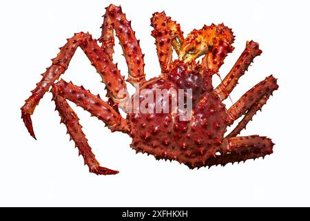 Alaskian king crab isolated on a green background, top view Stock Photo ...