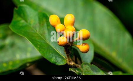 Uvaria rufa (susung kalabaw, Carabao teats, Torres Strait scrambler ...