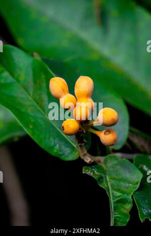 Uvaria rufa (susung kalabaw, Carabao teats, Torres Strait scrambler ...