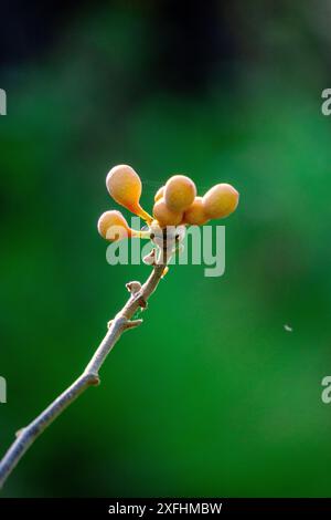 Uvaria rufa (susung kalabaw, Carabao teats, Torres Strait scrambler ...