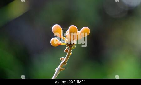 Uvaria rufa (susung kalabaw, Carabao teats, Torres Strait scrambler ...