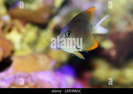 Tomini surgeonfish aka Tomini tang fish - Ctenochaetus tominiensis ...