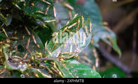 Leptocorisa oratorius (Walang sangit, Leptocorisa bengalensis ...