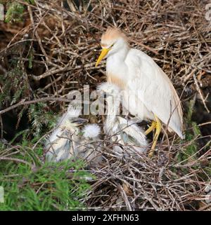 Cattle egret (Ardea [Bubulcus] ibis) flying with stick for nest in blue ...