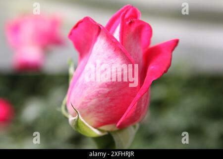 Roses Cameron Highland Malaysia Stock Photo - Alamy