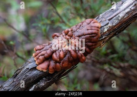 Tea-tree fingers fungus. Once of Australia's rarest fungi. Critically ...