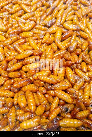 Crunchy fried insect and savory silkworm pupa metal tray with spoon ...