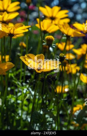 Bidens Ferulifolia, Goldilocks Rocks or Apache Beggarticks, yellow ...