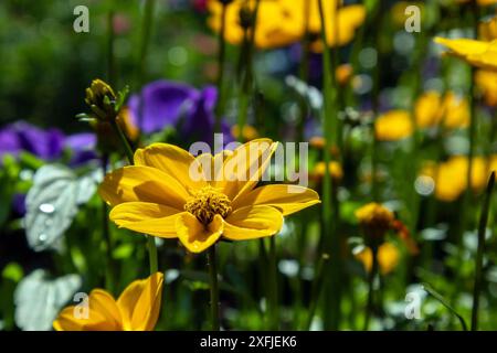 Bidens Ferulifolia, Goldilocks Rocks or Apache Beggarticks, yellow ...