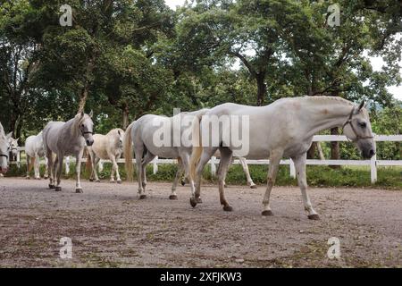 World famous Lippizaner horses in Lipica on stud farm in Slovenia Stock Photo - Alamy