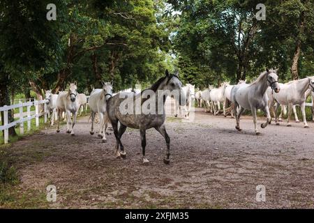 World famous Lippizaner horses in Lipica on stud farm in Slovenia Stock Photo - Alamy