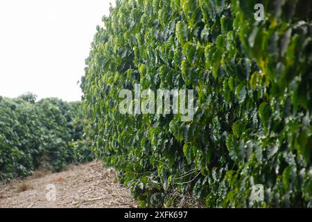 overview of coffee farming: prosperous agriculture. serene view of lush ...
