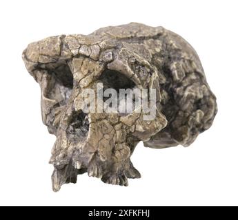 Sahelanthropus tchadensis is an extinct species of the hominid dated to ...