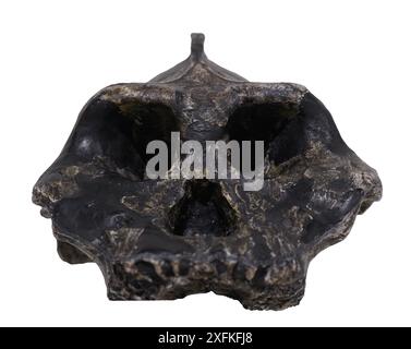 Skull of a Paranthropus aethiopicus (or Australopithecus aethiopicus ...