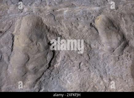 Fossil footprints by Australopithecus afarensis - an extinct species of ...