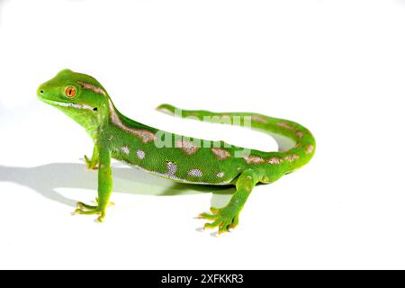 Jewelled gecko (Naultinus gemmeus) on white background. Captive, occurs ...