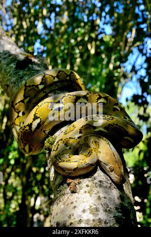 Dwarf reticulated python (Malayopython reticulatus saputrai) on white ...