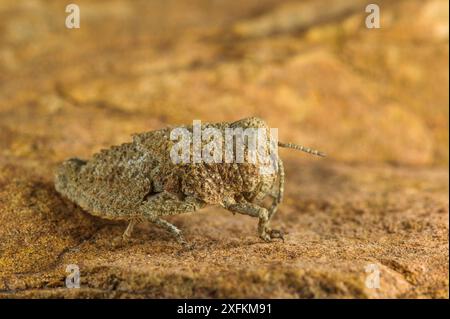 Toad grasshopper (Lamarckiana sp), young specimen very well camouflaged ...