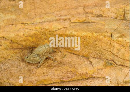 Toad grasshopper (Lamarckiana sp), young specimen very well camouflaged ...