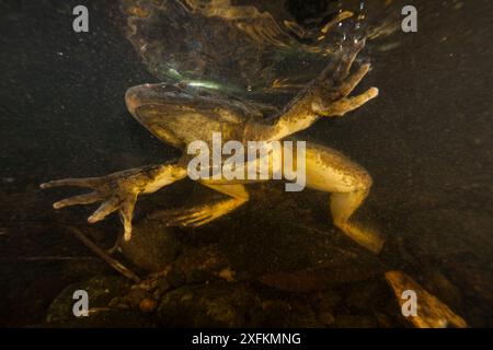 Goliath frog (Conraua goliath) underwater, Cameroon Stock Photo - Alamy