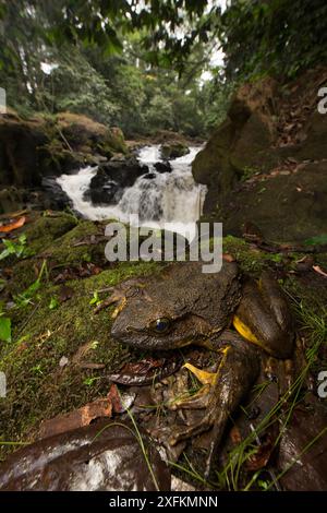 Goliath frog (Conraua goliath) near pool with waterfall. Cameroon Stock ...