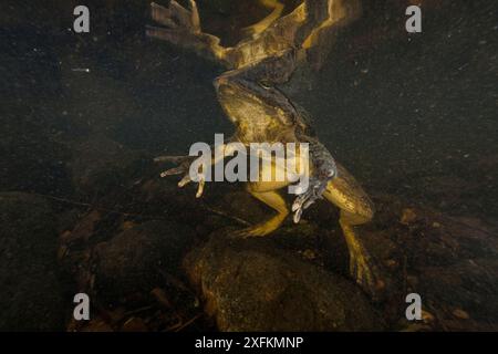 Goliath frog (Conraua goliath) underwater, Cameroon Stock Photo - Alamy