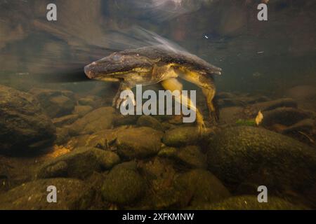 Goliath frog (Conraua goliath) underwater, Cameroon Stock Photo - Alamy