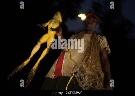 Cameroonian man hunting Goliath frog (Conraua goliath) underwater ...