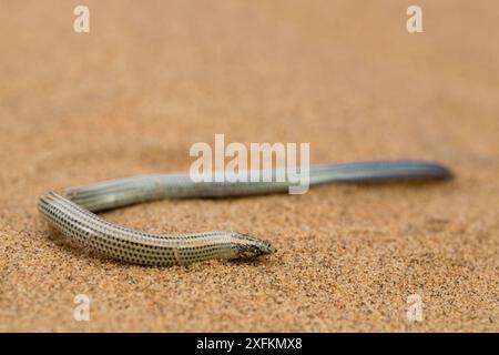 Fitzsimmons' burrowing skink (Typlacontias brevipes) on hand, Dorob ...