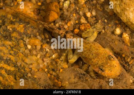 Goliath frog (Conraua goliath) froglet underwater, Cameroon Stock Photo ...