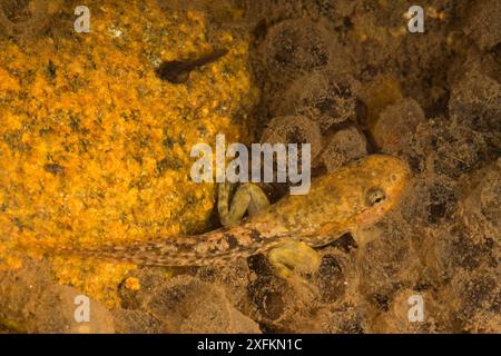 Goliath frog (Conraua goliath) froglet underwater, Cameroon Stock Photo ...