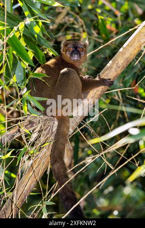 Greater Bamboo Lemur - Prolemur simus, rare beautiful primate endemic ...