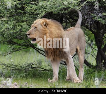 Lion (Panthera leo) male marking a tree stump by urinating, Masai Mara ...