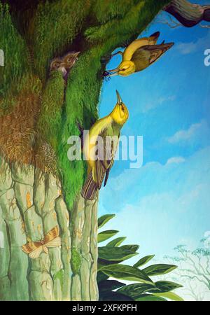 Illustration of extinct birds : Maui nui moa-nalo (Thambetochen ...